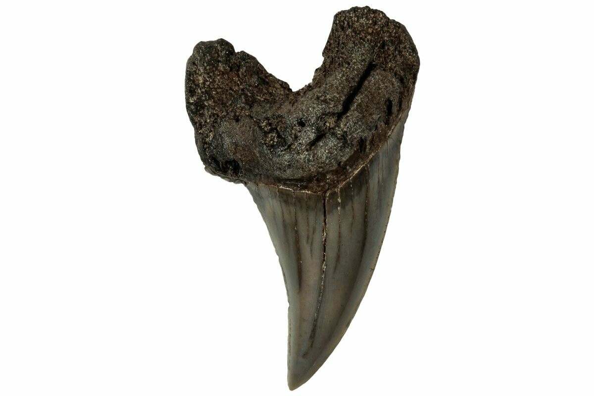 Rare, 1.30" Fossil Shark (Parotodus) Tooth - South Carolina (#313556 ...