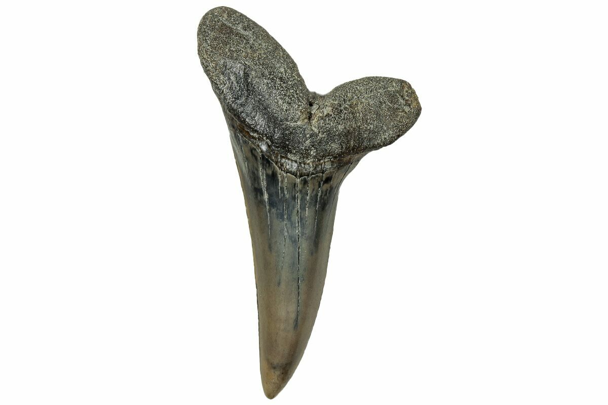2.08" Fossil Shortfin Mako Shark Tooth - South Carolina (#313569) For ...