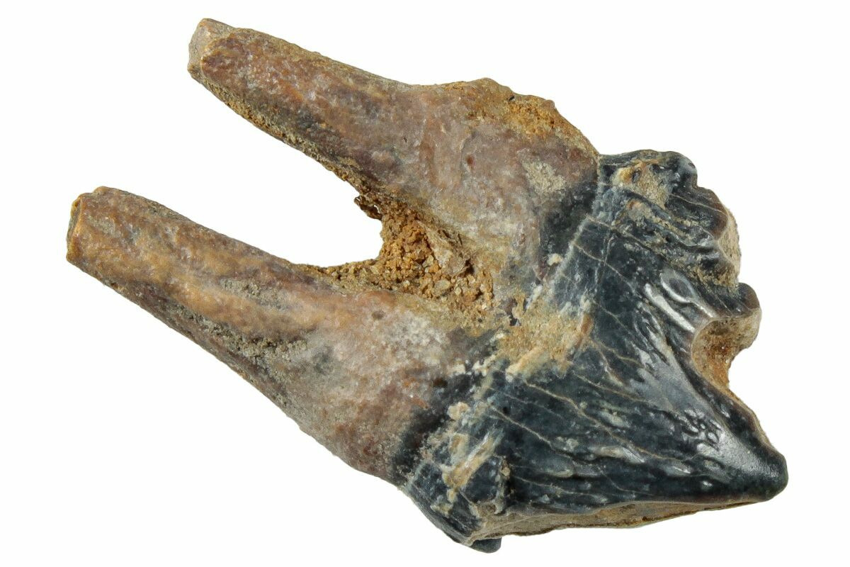 .80" Fossil Squalodon Whale Tooth - South Carolina (#314670) For Sale ...