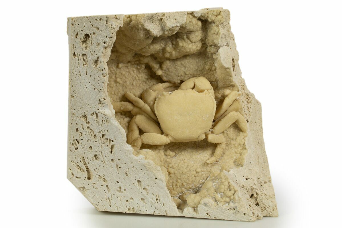 3.15" Fossil Crab (Potamon) Preserved in Travertine - Turkey (#315135 ...