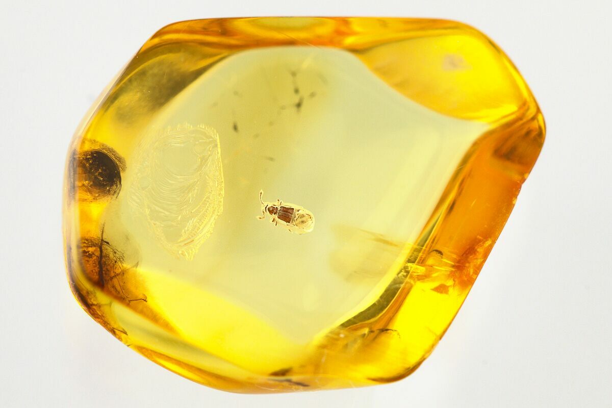 Detailed Fossil Ant-Loving Beetle (Pselaphinae) in Baltic Amber ...