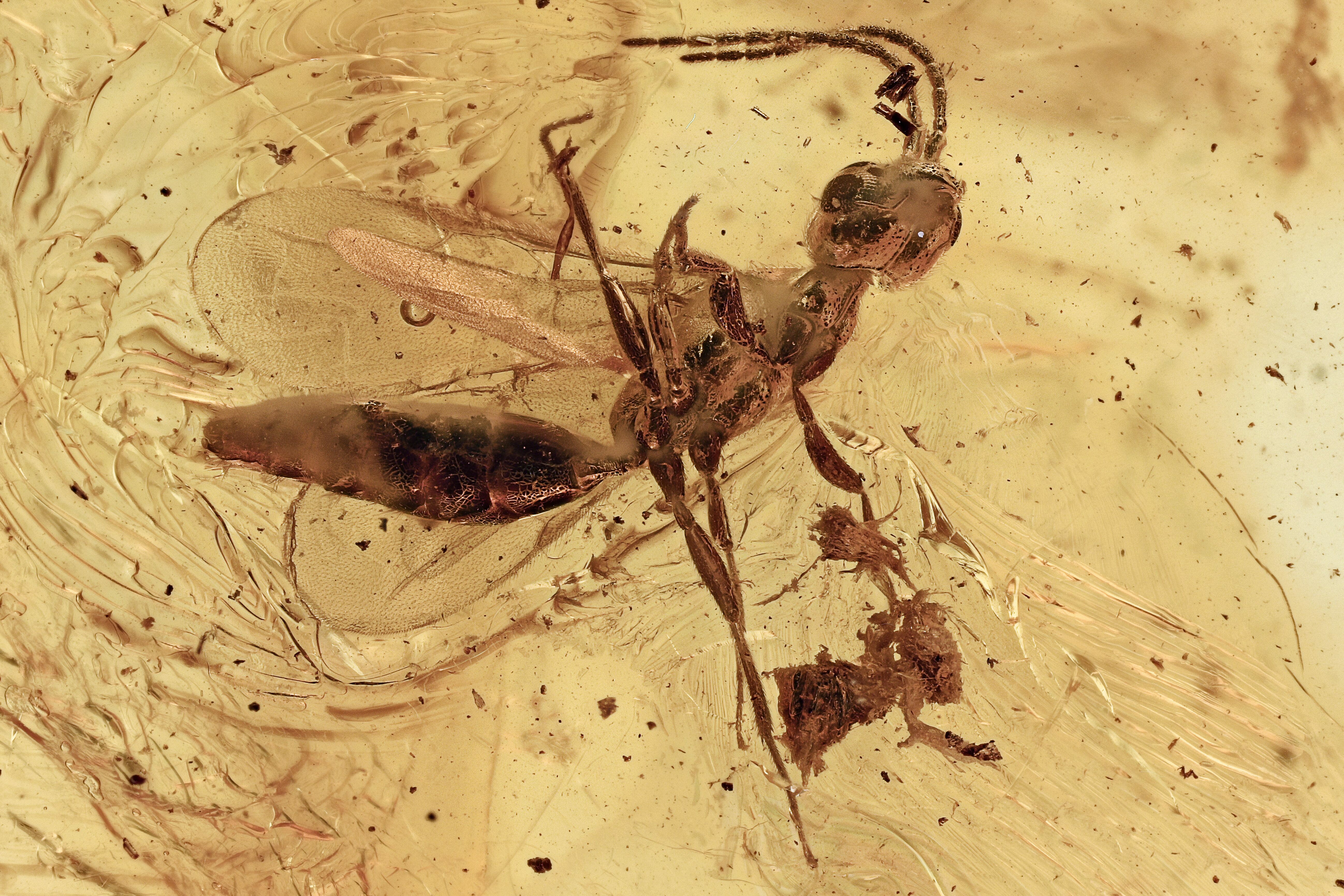 Detailed Fossil Wasp (Bethylidae) In Baltic Amber (#315567) For Sale ...