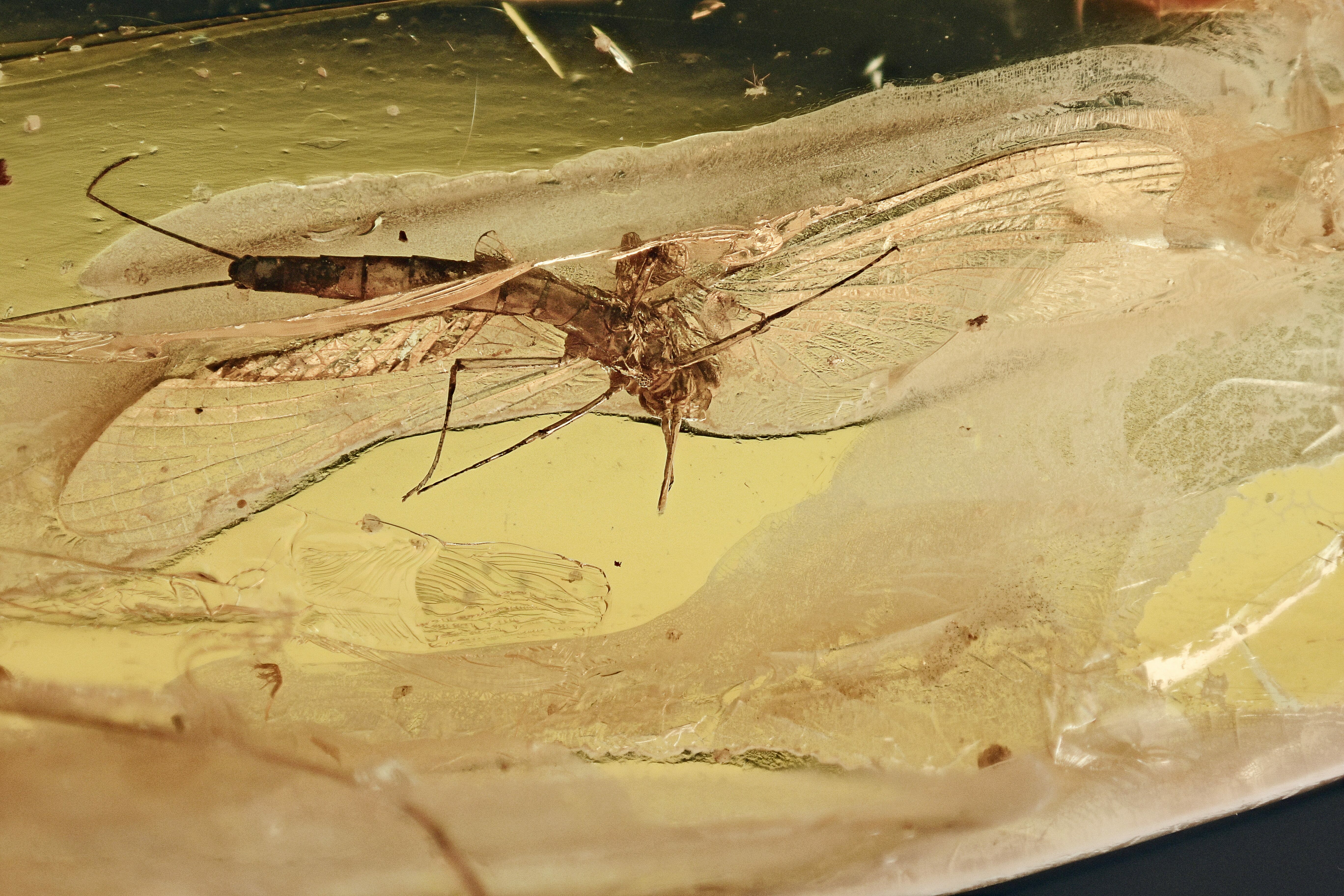 Detailed Fossil Mayfly (Ephemeroptera) In Baltic Amber (#315580) For ...