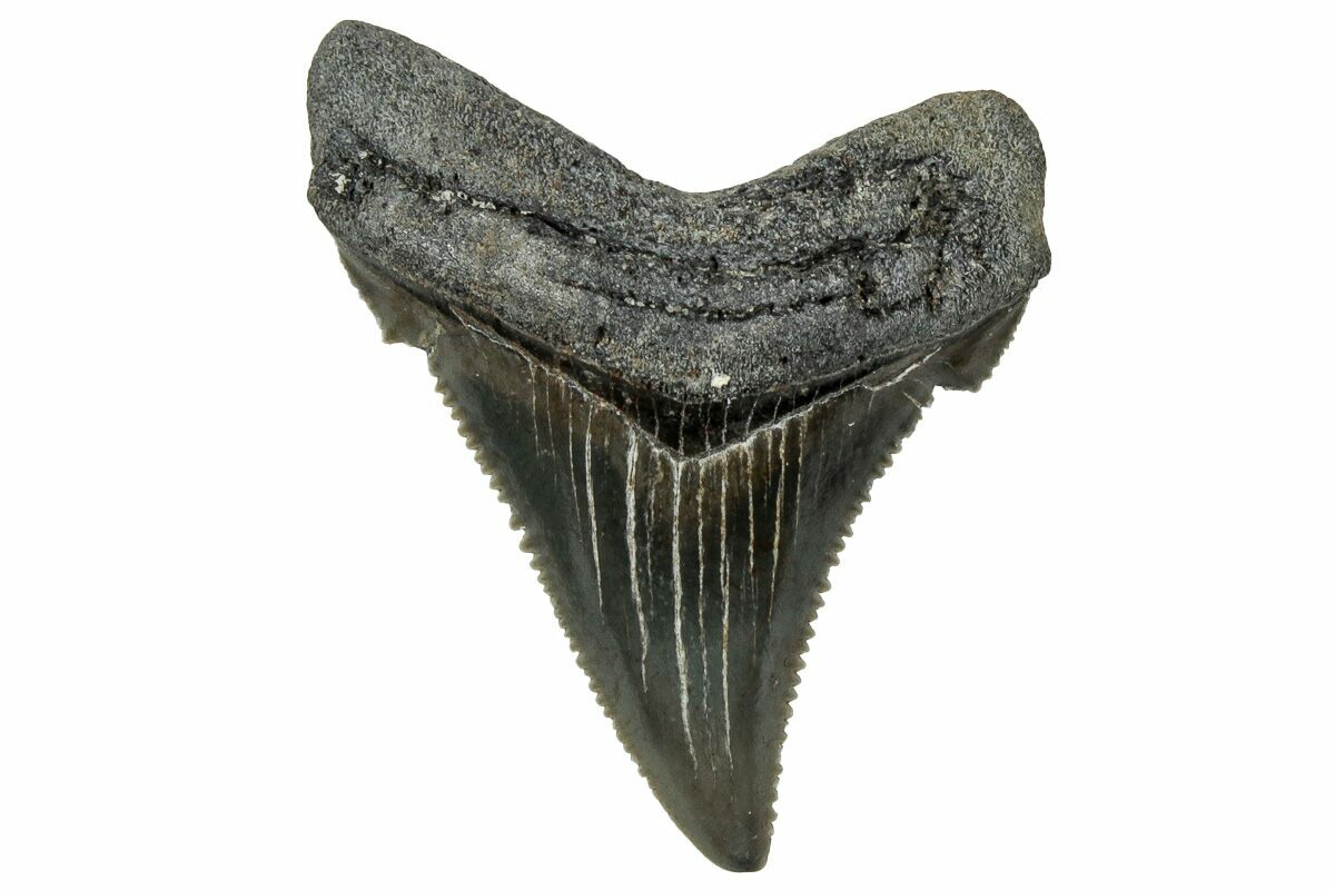 1.50" Serrated Angustidens Tooth - Megalodon Ancestor (#315498) For ...