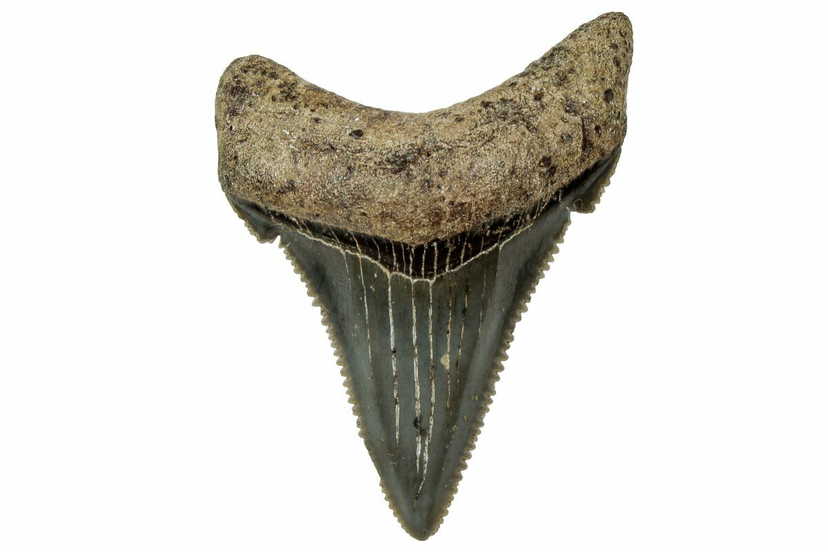 1.68" Serrated Angustidens Tooth - Megalodon Ancestor (#315499) For ...