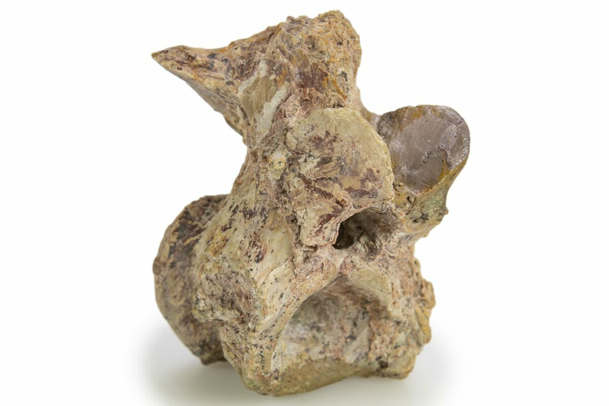 1.4" Fossil Synapsid (Edaphosaurus) Vertebra - Texas (#315768) For Sale ...