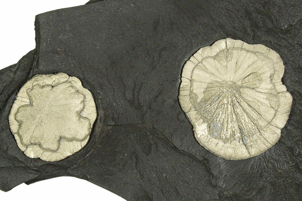 10" Pyrite Suns on Slate - Sparta, Illinois (#315860) For Sale ...