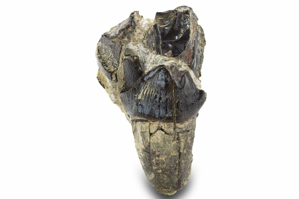 1.9" Fossil Eocene Coryphodon Mammal Tooth - Wyoming (#316443) For Sale ...