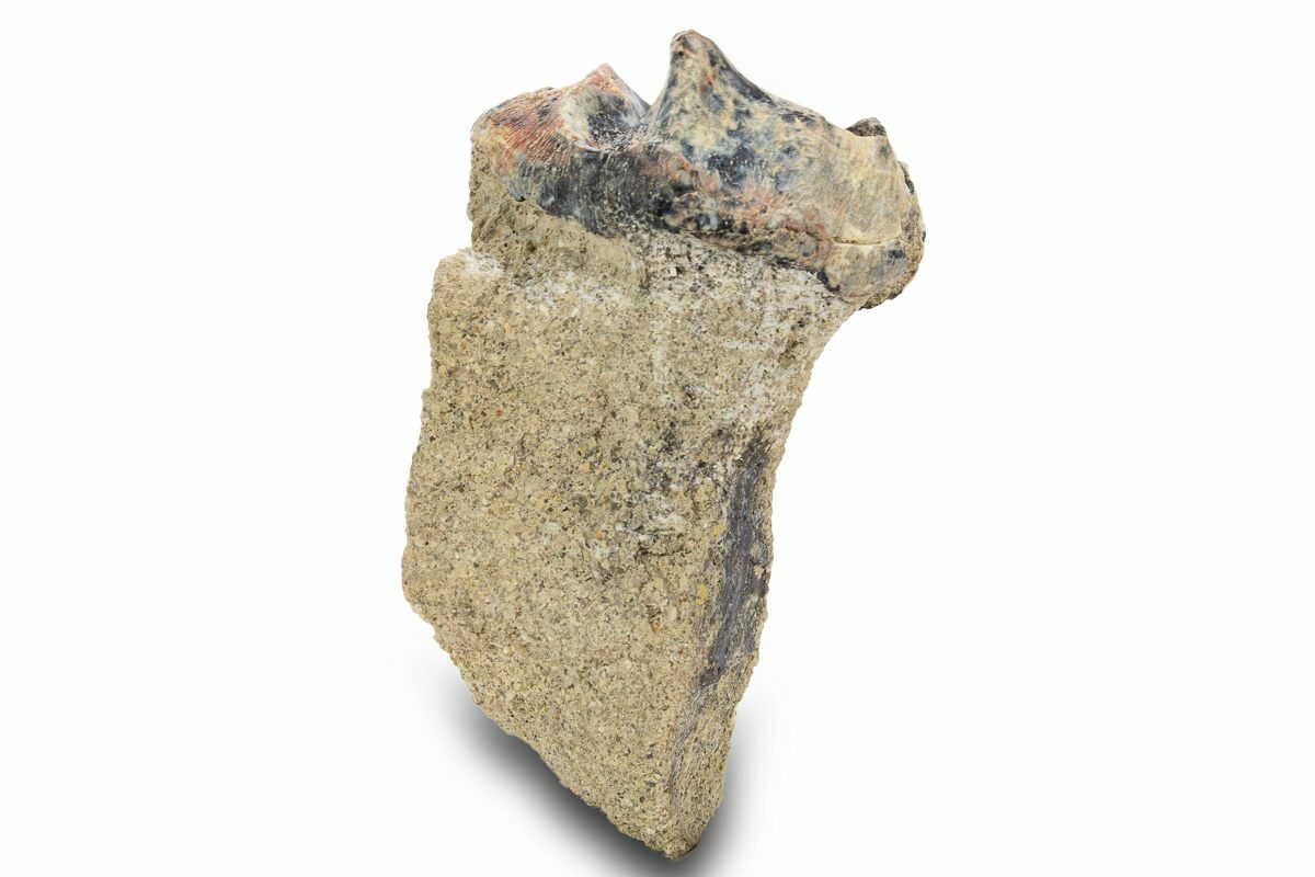 2.2" Fossil Eocene Coryphodon Mammal Tooth - Wyoming (#316449) For Sale ...