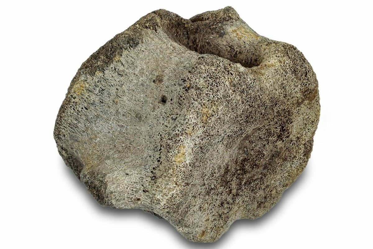 2.85" Fossil Dinosaur (Triceratops) Caudal Vertebra - Montana (#316466 ...