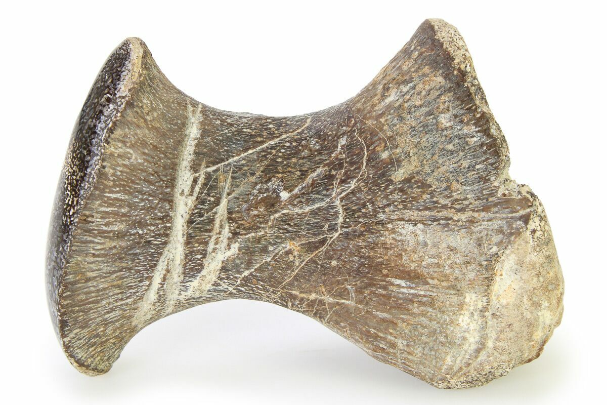2.2" Fossil Mosasaur Paddle Bone - Texas (#316365) For Sale - FossilEra.com