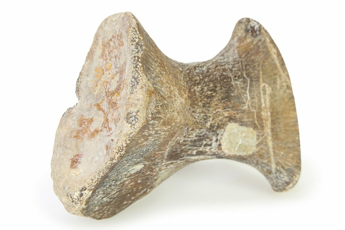2.2" Fossil Mosasaur Paddle Bone - Texas (#316365) For Sale - FossilEra.com
