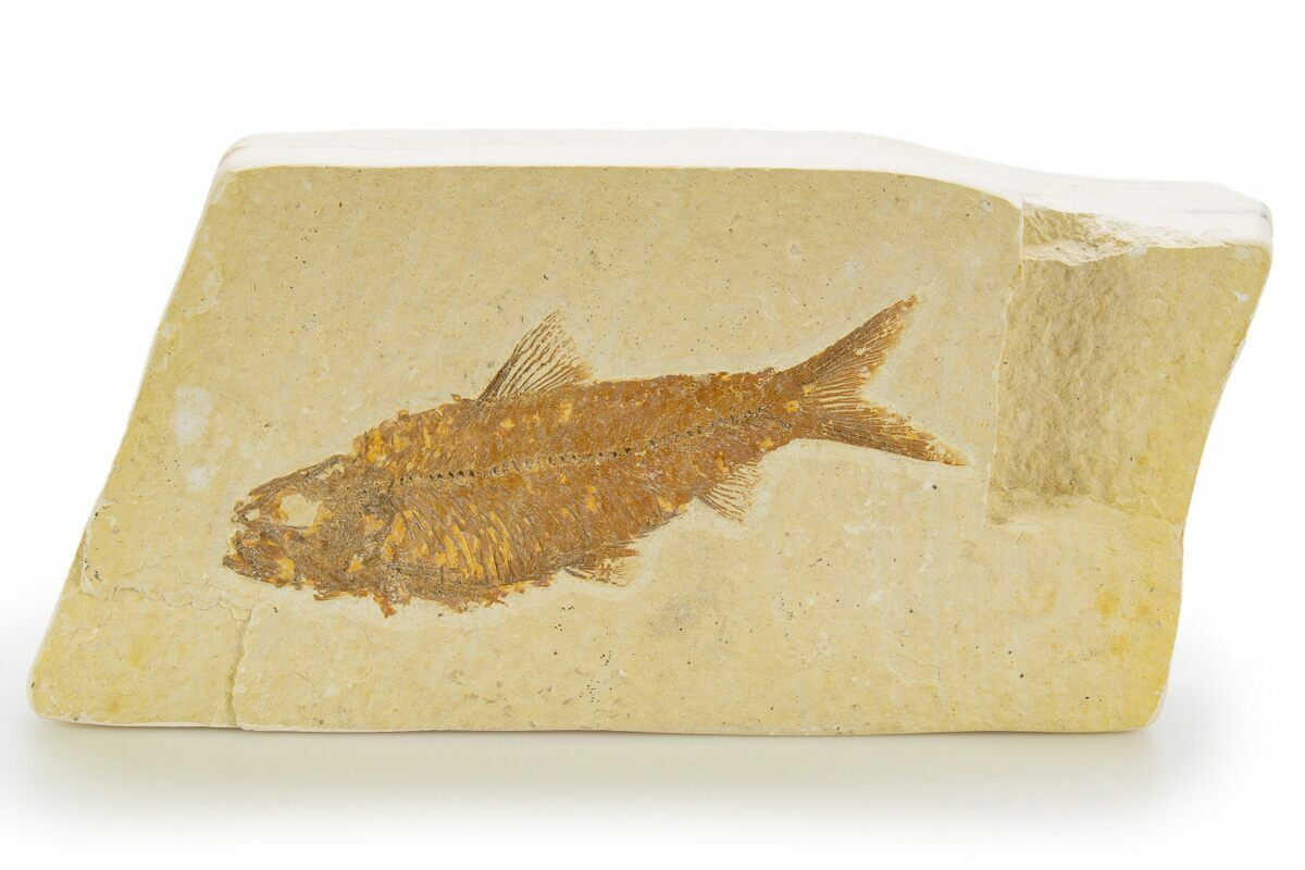 3.3" Fossil Fish (Knightia) - Wyoming (#316602) For Sale - FossilEra.com