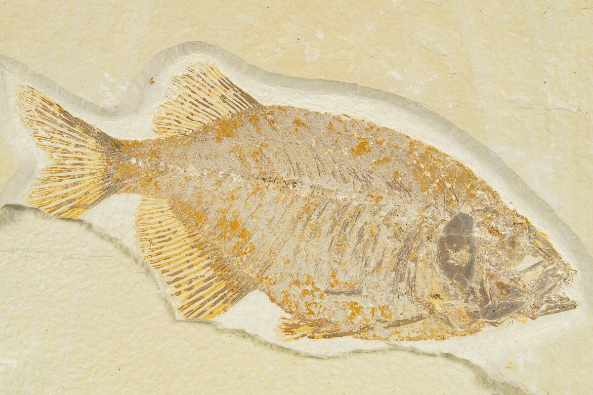 7" Fossil Fish (Phareodus) - Uncommon Species (#316610) For Sale ...
