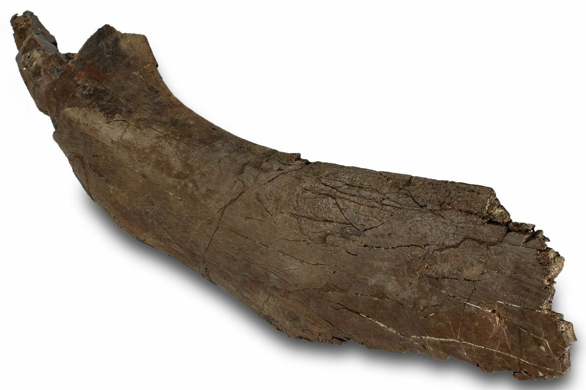 28.9" Fossil Hadrosaur (Edmontosaurus) Partial Scapula - Wyoming ...