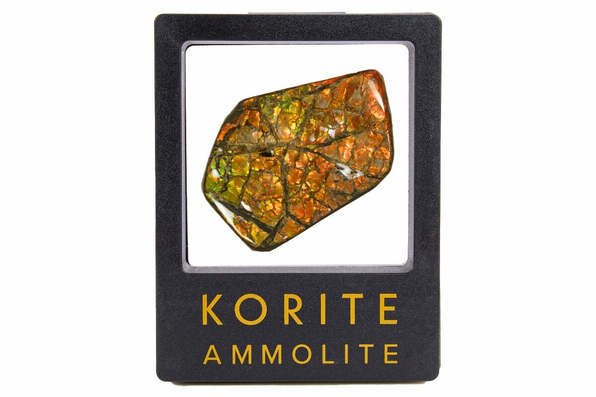 2" Iridescent Ammolite (Fossil Ammonite Shell) - Alberta (#316770) For ...