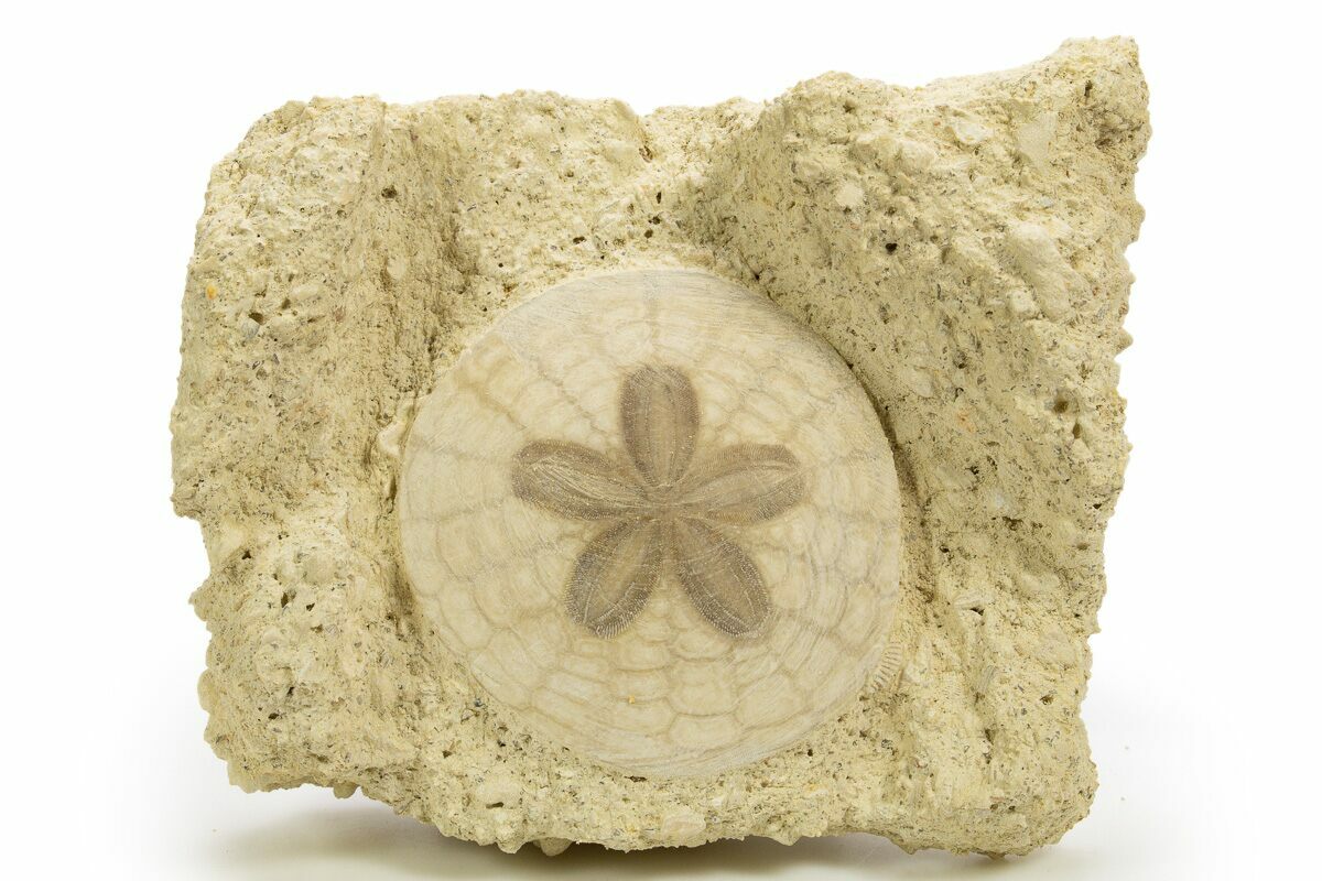 2.7" Fossil Sand Dollar (Scutella) - France (#317715) For Sale ...