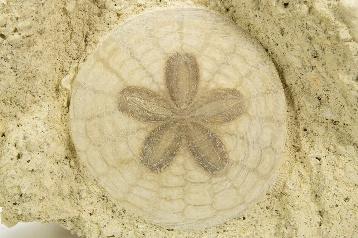 2.7" Fossil Sand Dollar (Scutella) - France (#317715) For Sale - FossilEra.com