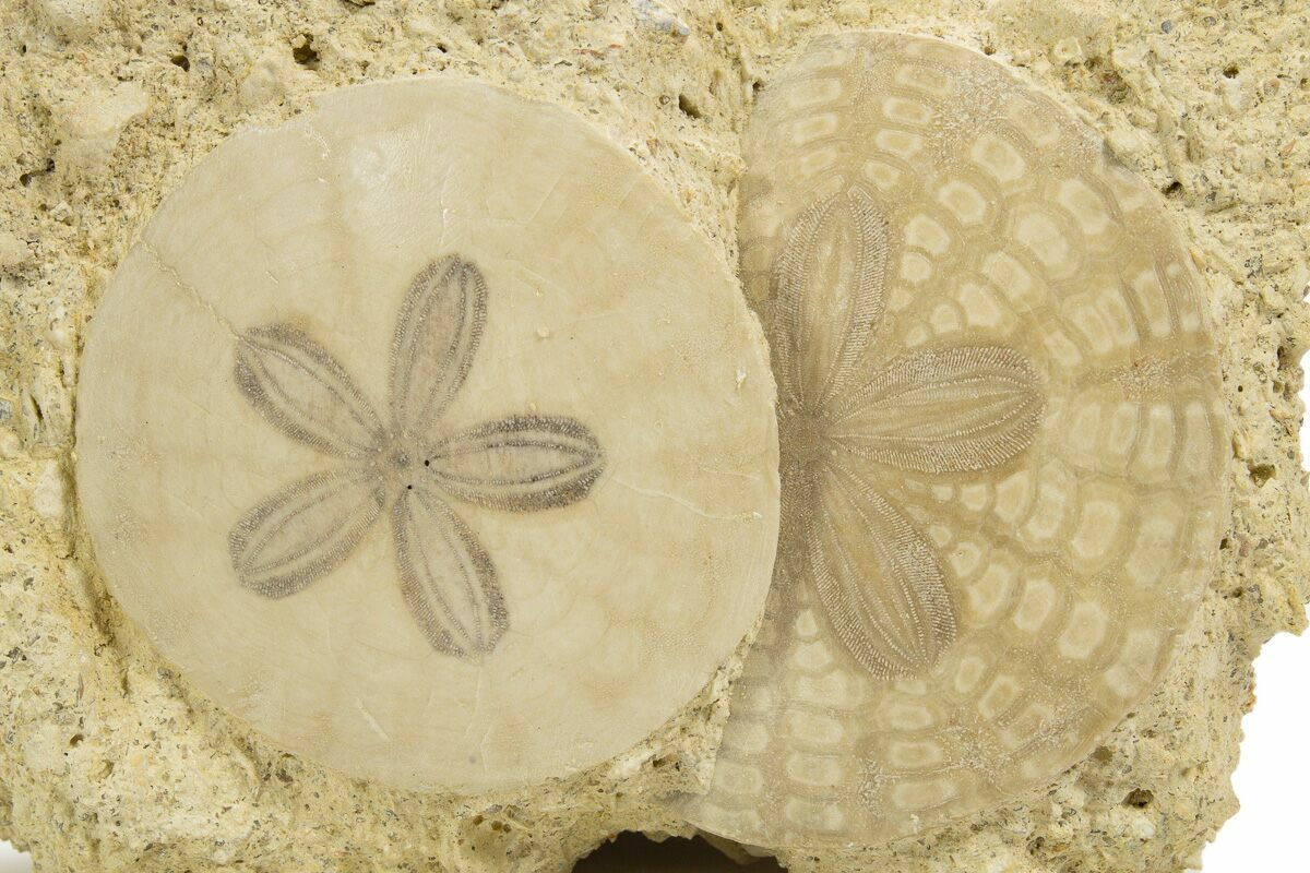 Two Fossil Sand Dollars (Scutella) - France (#317718) For Sale - FossilEra.com