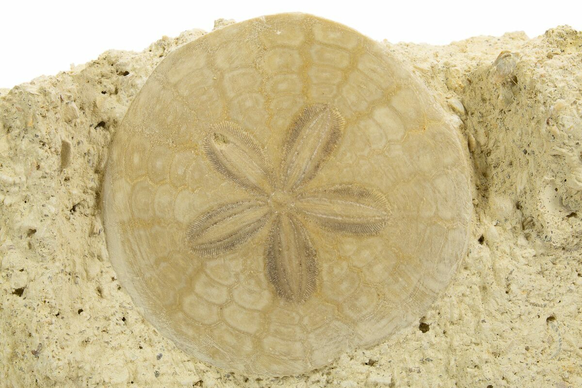 2.75" Fossil Sand Dollar (Scutella) - France (#317721) For Sale ...