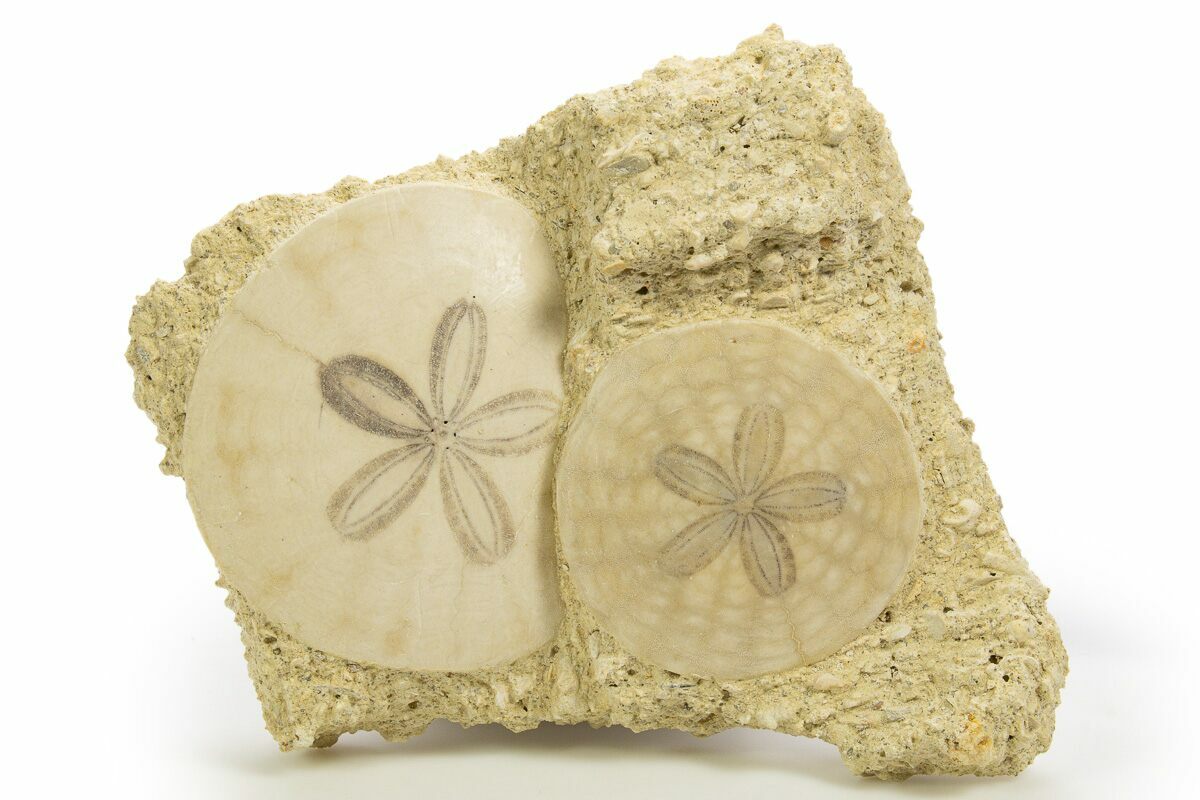 Two Fossil Sand Dollars (Scutella) - France (#317726) For Sale ...