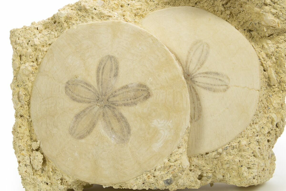 Two Fossil Sand Dollars (Scutella) - France (#317729) For Sale ...