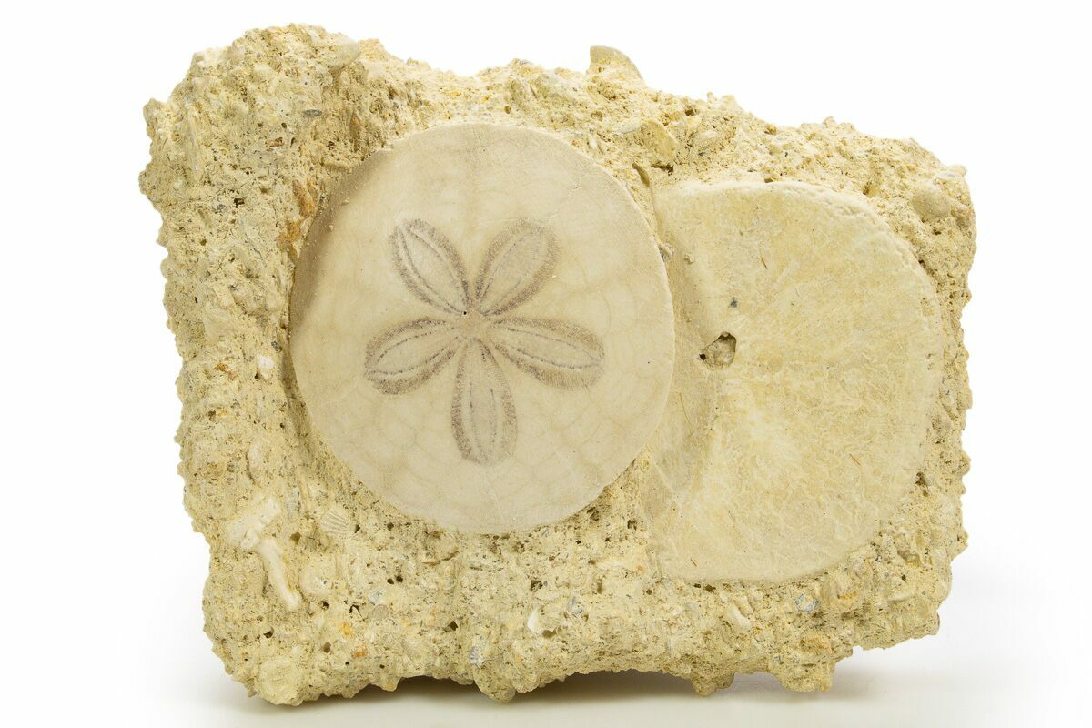 Two Fossil Sand Dollars (Scutella) - France (#317746) For Sale ...