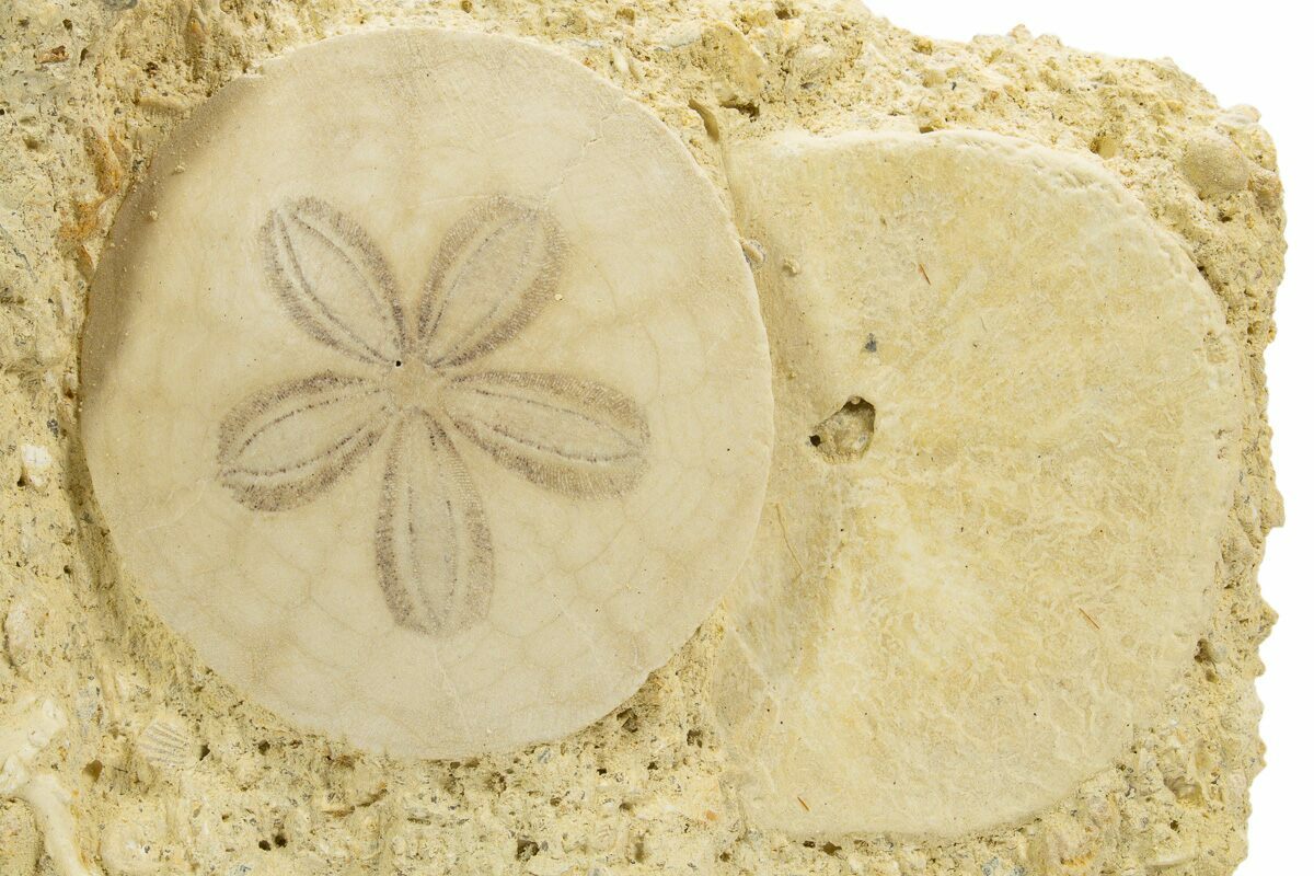 Two Fossil Sand Dollars (Scutella) - France (#317746) For Sale ...