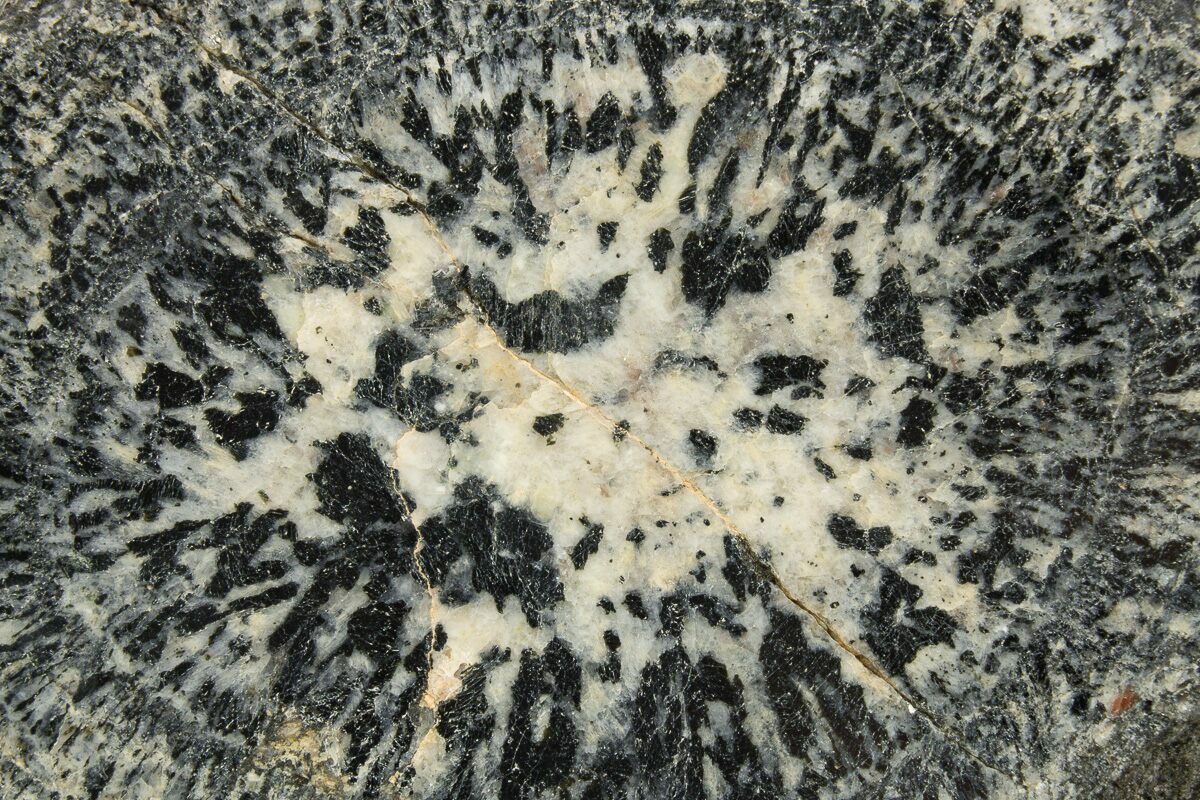 4.3" Polished Orbicular Granite Section - Western Australia (#317968 ...