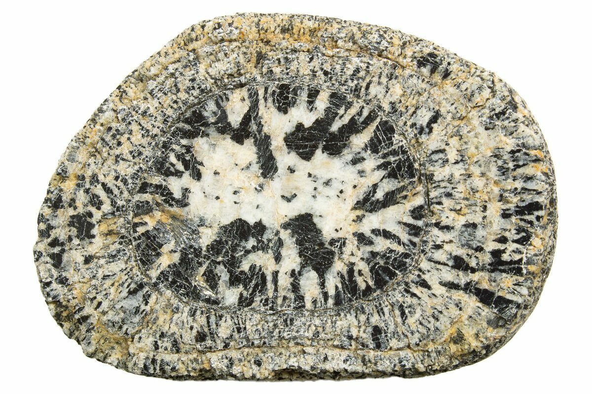 3.8" Polished Orbicular Granite Section - Western Australia (#317972 ...
