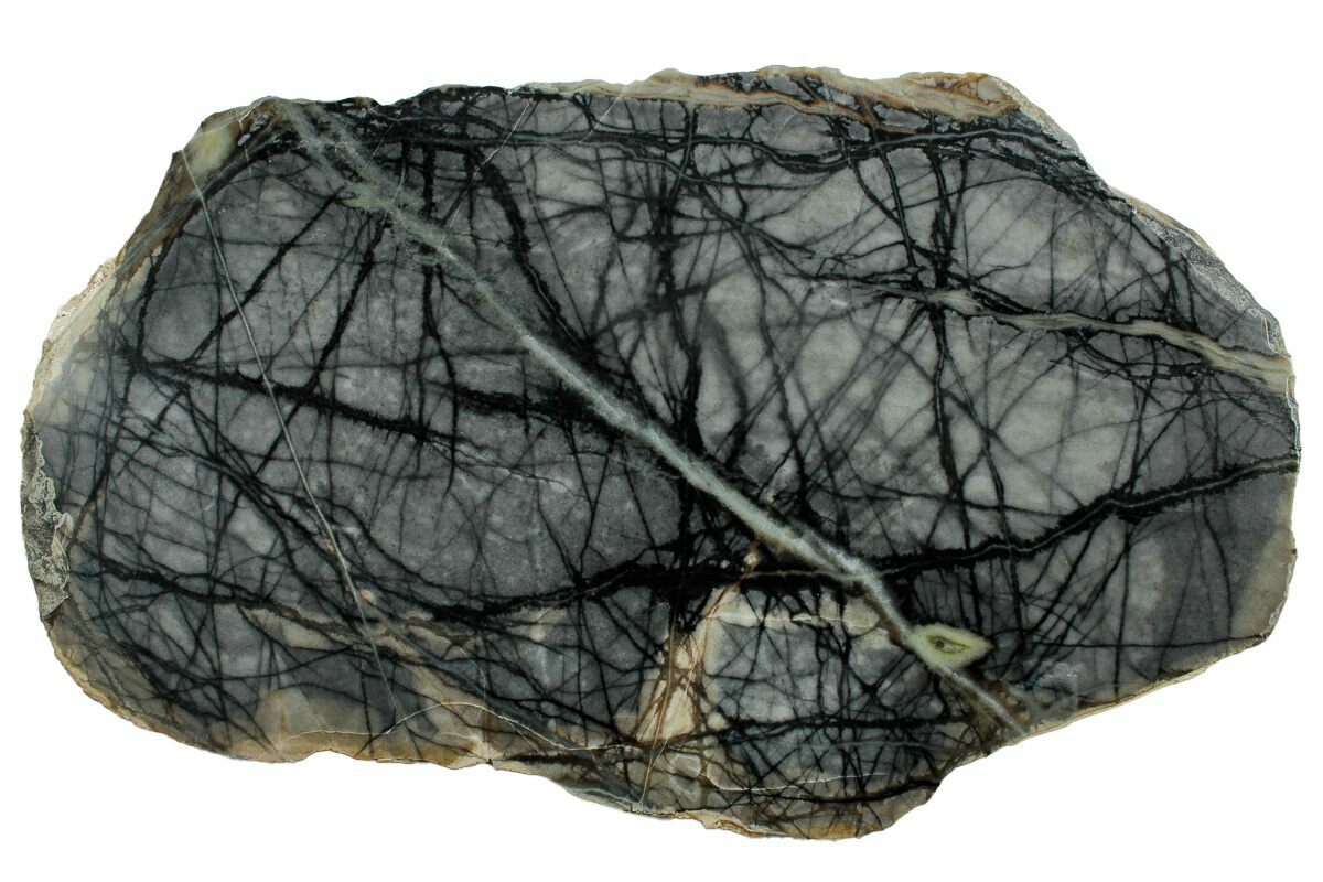 9.7" Polished Picasso Marble Slab - Utah (#318010) For Sale - FossilEra.com