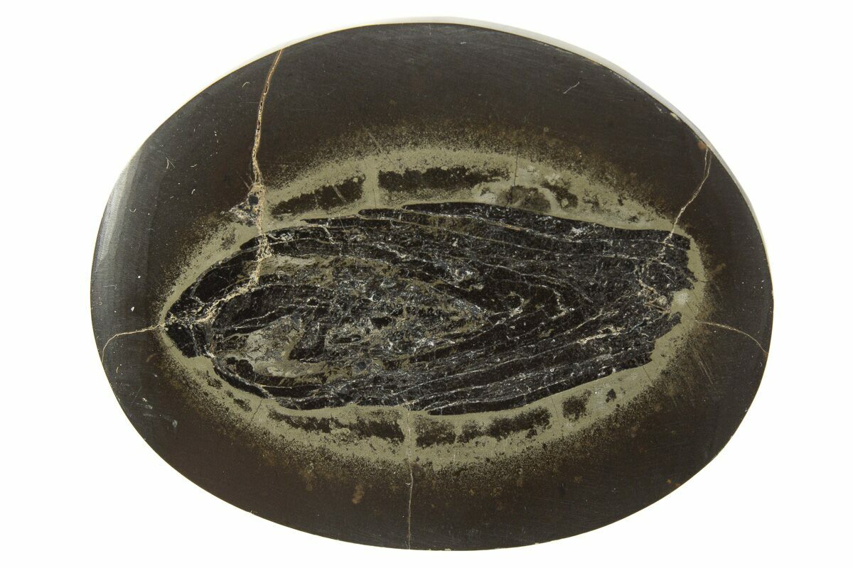 2.5" Polished Fish Coprolite (Fossil Poo) Nodule Half - Scotland ...