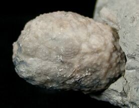 7.5" Caryocrinites Cystoid From New York For Sale (#12253) - FossilEra.com
