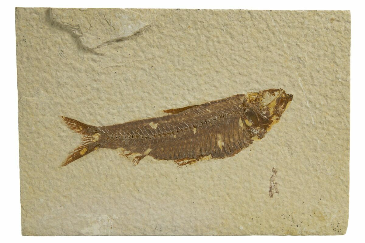 3.5" Detailed Fossil Fish (Knightia) - Wyoming (#318426) For Sale ...