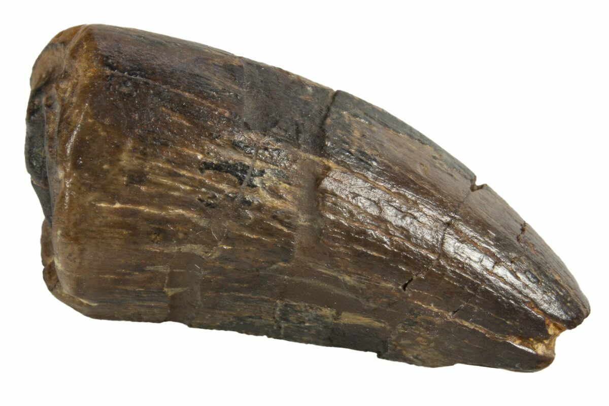 Bargain, 1.10" Fossil Tyrannosaur Tooth - Judith River Formation ...