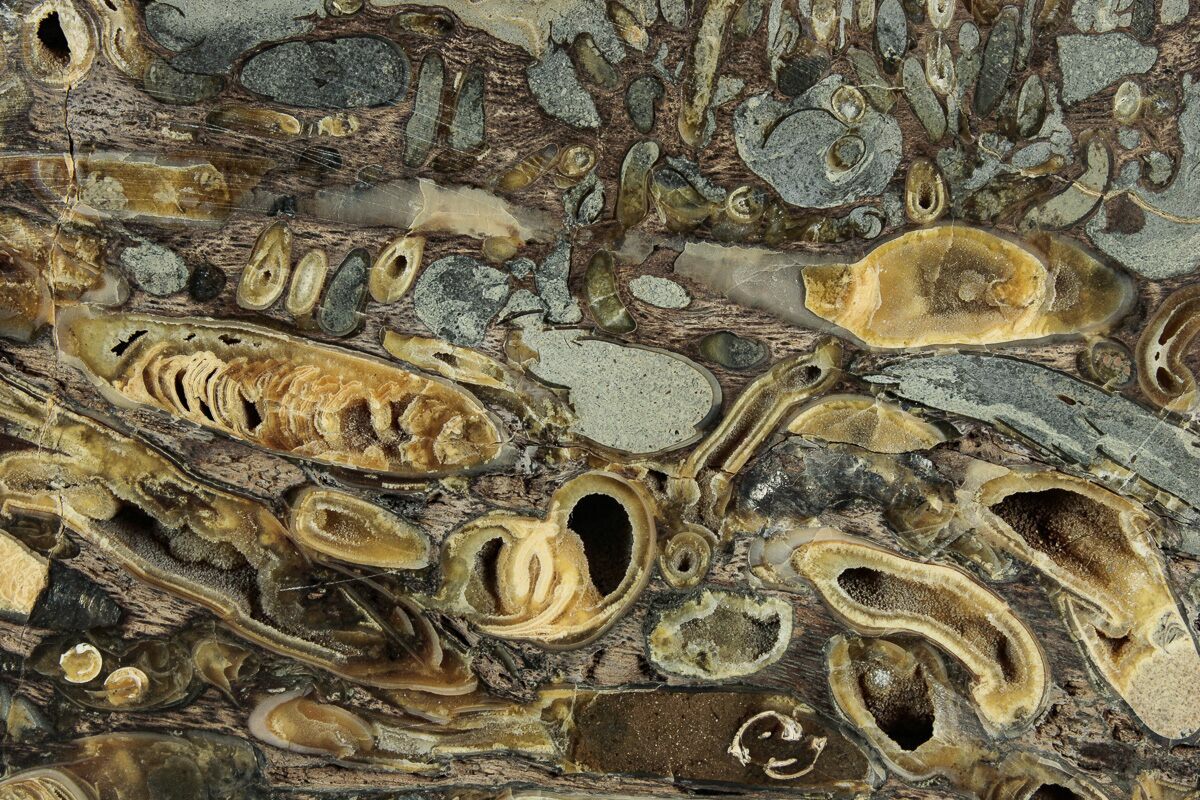 4.25" Polished Fossil Teredo (Shipworm Bored) Wood - England (#319160 ...