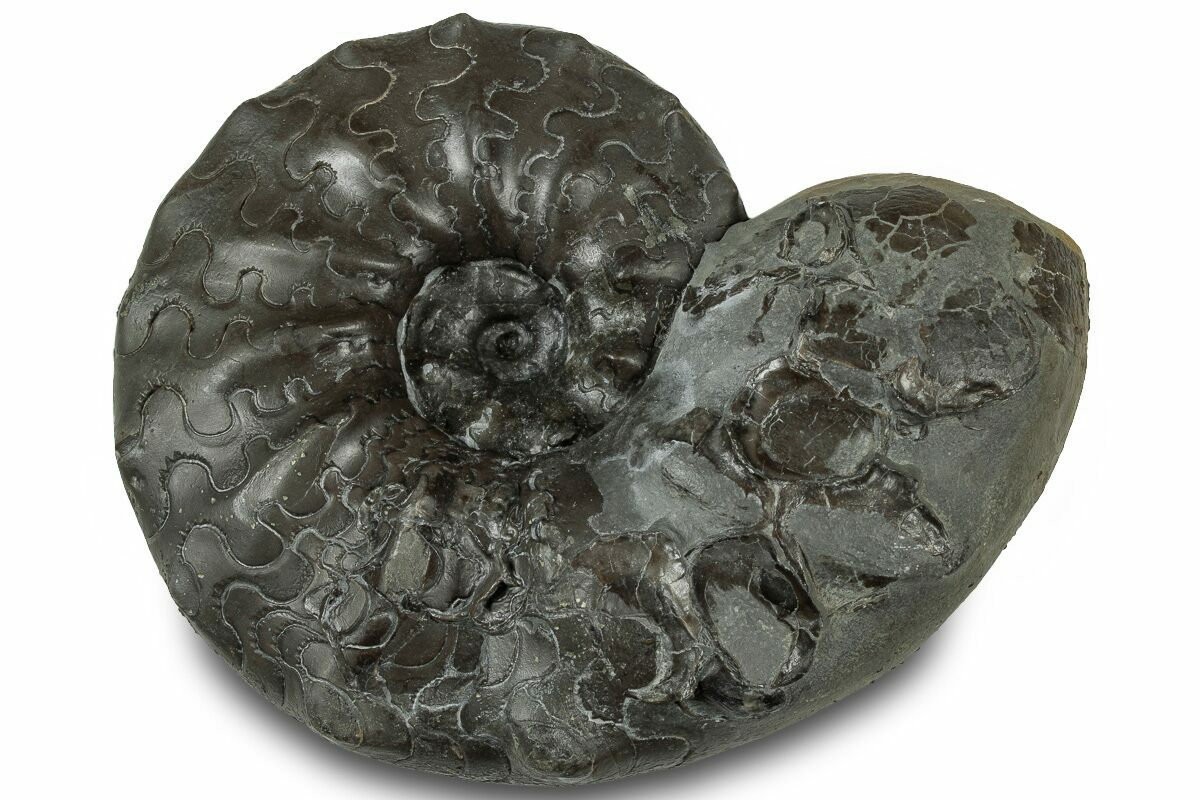 4.3" Triassic Ammonite (Ceratites sublaevigatus) Fossil - Germany ...
