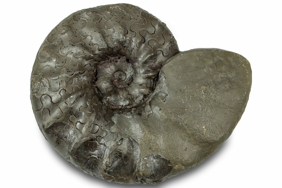 4.5" Triassic Ammonite (Ceratites sublaevigatus) Fossil - Germany ...
