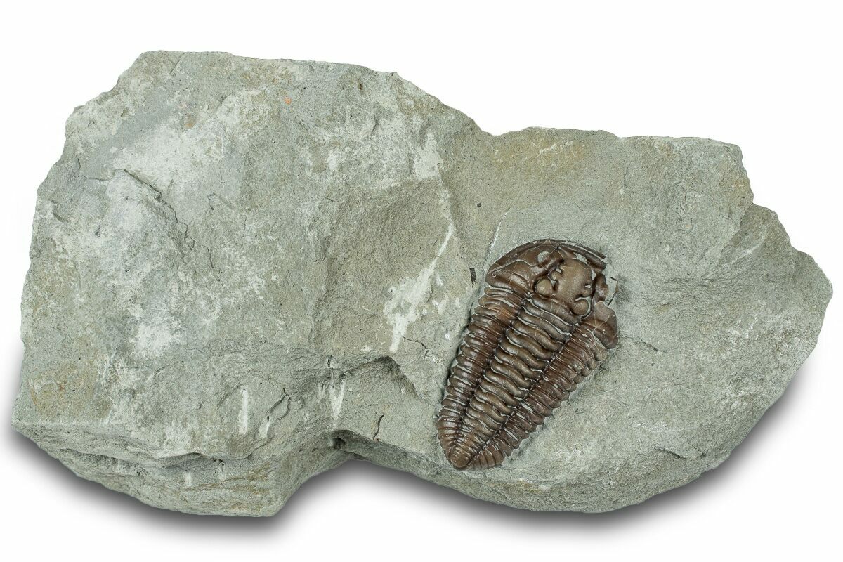 1.55" Prone Flexicalymene Trilobite - Ohio (#319125) For Sale ...