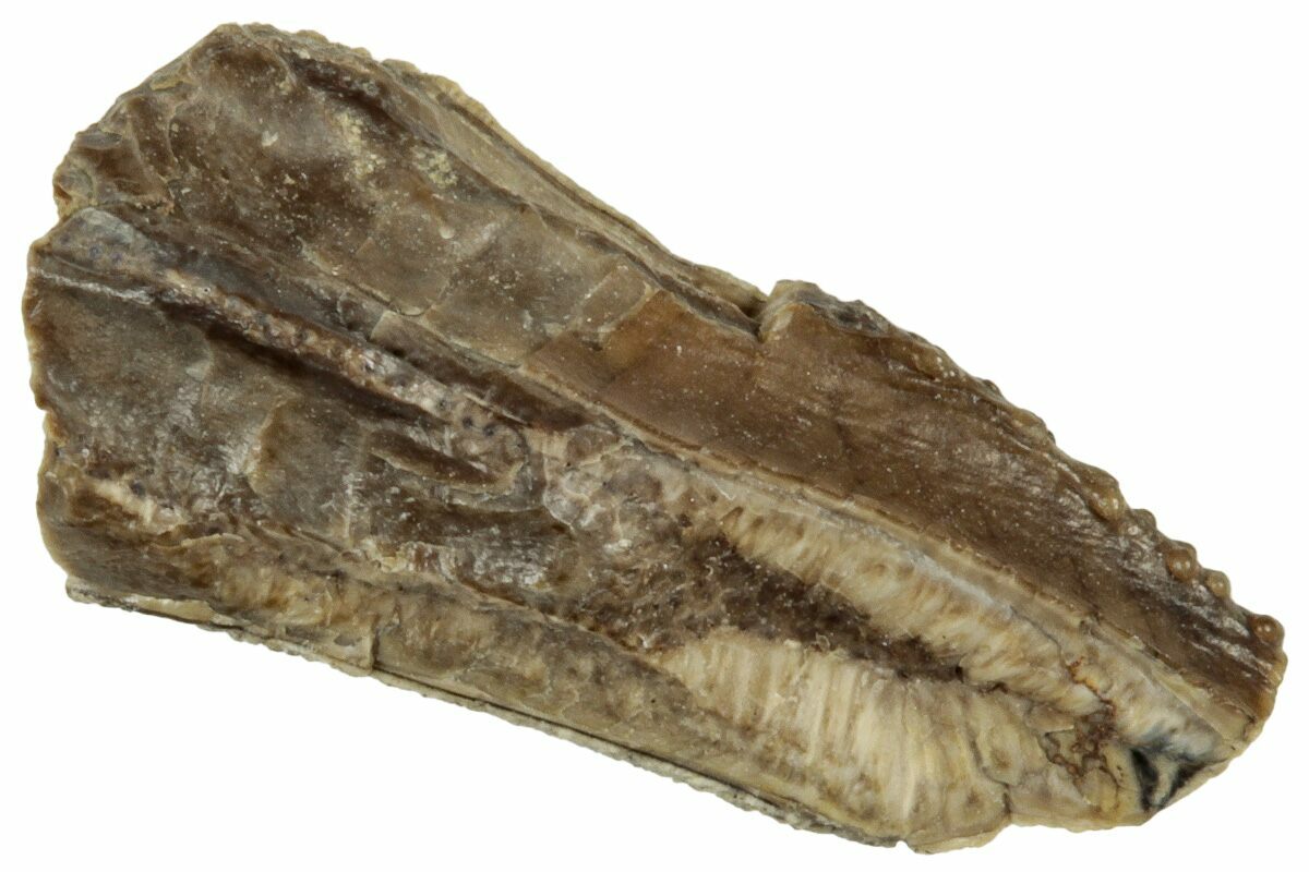 .70" Fossil Hadrosaur (Edmontosaurus) Partial Tooth - Montana (#319753 ...