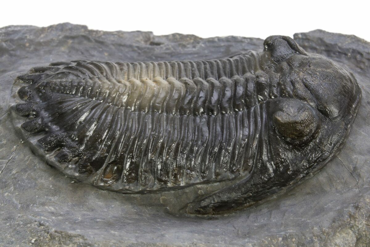 2.75" Multi-Toned Hollardops Trilobite Fossil - Ofaten, Morocco ...