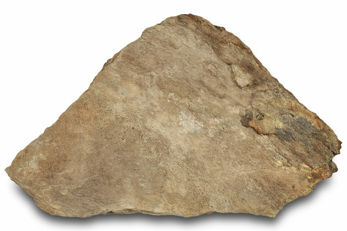 9.7" Dinosaur (Triceratops) Frill Shield Section - Montana (#320470 ...