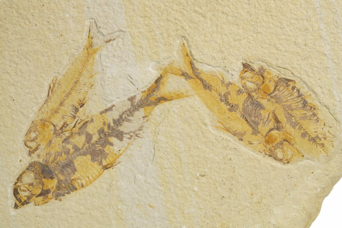 7" Shale With Four Fossil Fish (Knightia) - Wyoming (#320419) For Sale ...