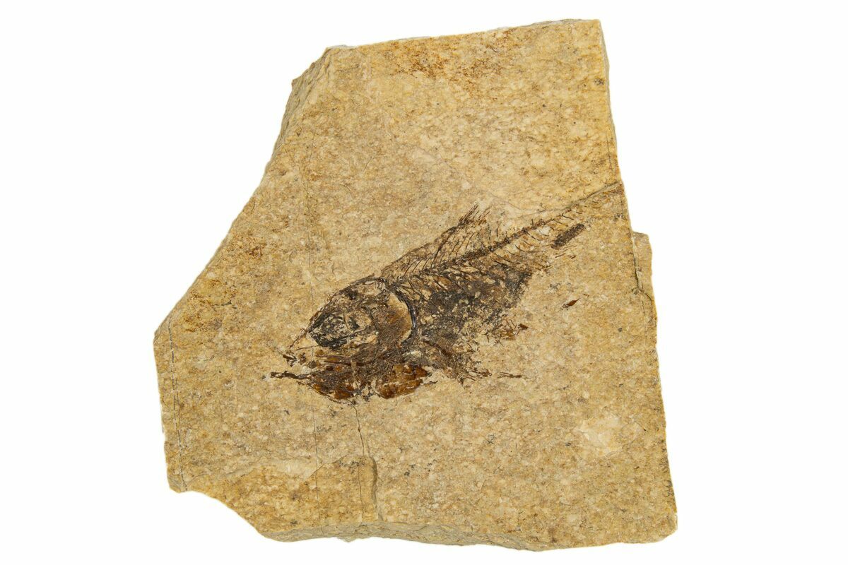 1.1" Oligocene Fossil Deep-Sea Hatchetfish (Polyipnus) - Poland (#320593) For Sale - FossilEra.com