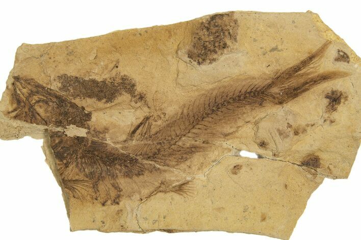 2" Oligocene Fossil Clupeoid Fish (Beksinskiella) - Poland (#320614 ...
