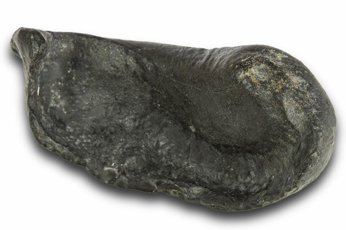 4.5" Huge, Fossil Whale Ear Bone - South Carolina (#321080) For Sale ...