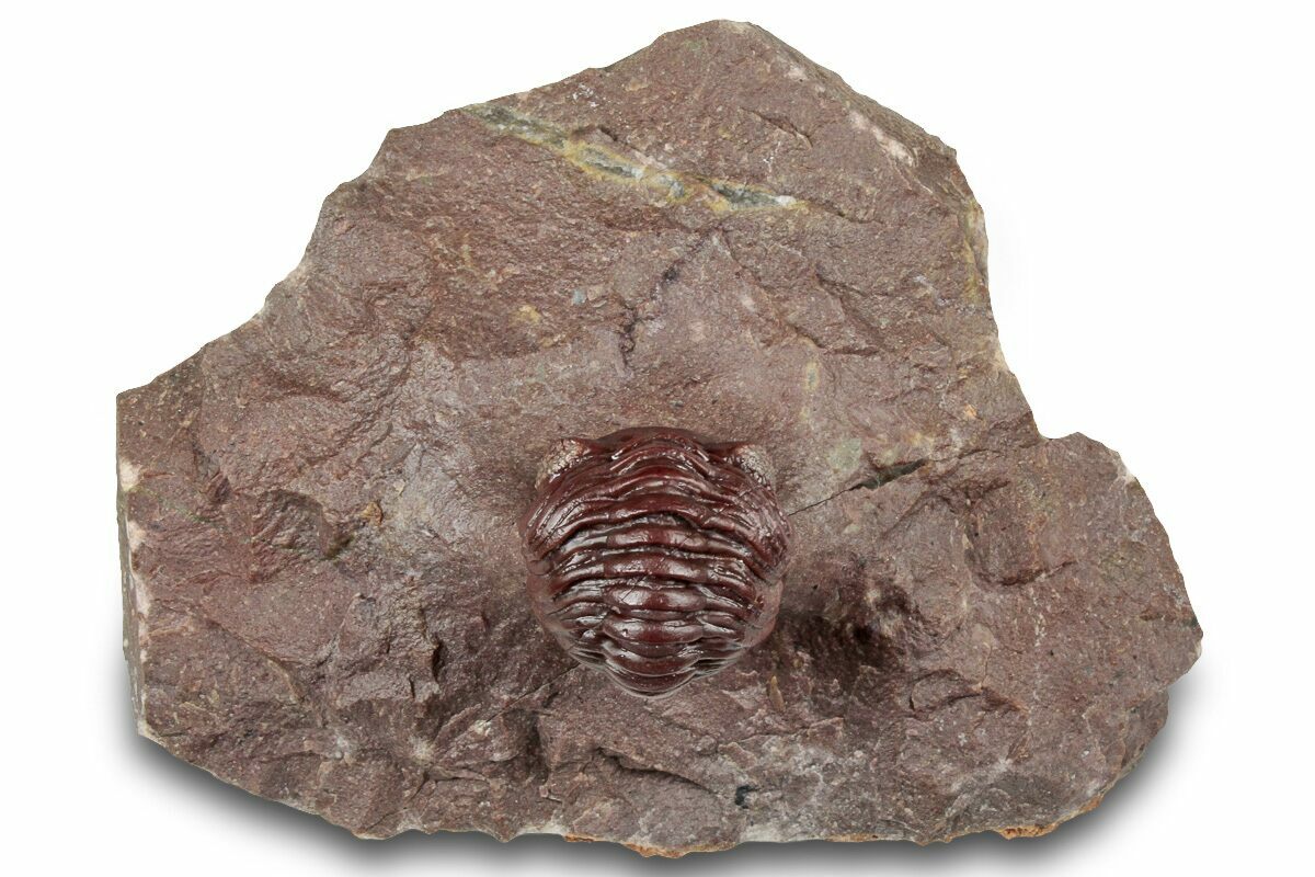 1" Curled Red Austerops Trilobite - Hmar Laghdad, Morocco (#320892) For ...