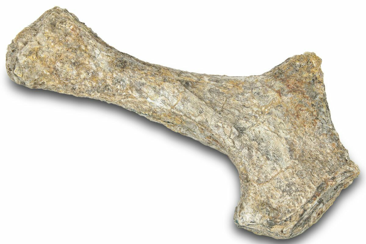 2.7" Fossil Mosasaur (Platecarpus) Phalanx Bone - South Dakota (#322100 ...