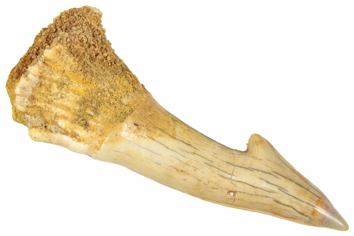 2.7" Fossil Sawfish (Onchopristis) Rostral Barb - Morocco (#322819) For ...