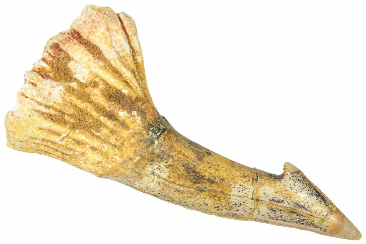 2.65" Fossil Sawfish (Onchopristis) Rostral Barb - Morocco (#322856 ...